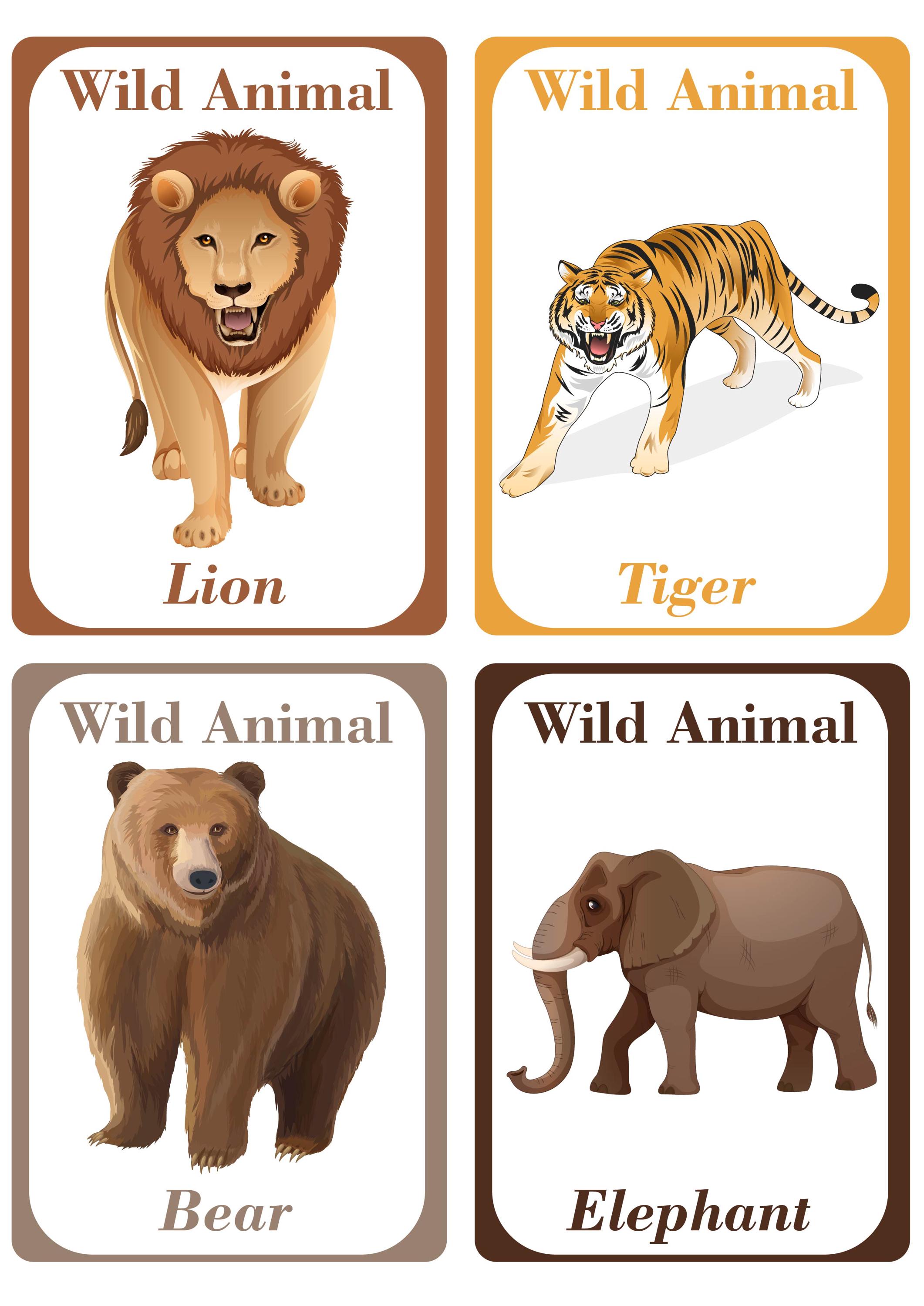 Wild Animals Flash Cards for Kids | Educational Flashcards | Safari ...