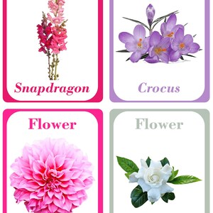 Flower Flash Cards for Kids - Learn Flower Names JPG and PNG - Etsy