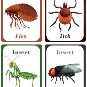 Insect Flash Card for Kids | Educational Bug Cards | Printable Learning ...