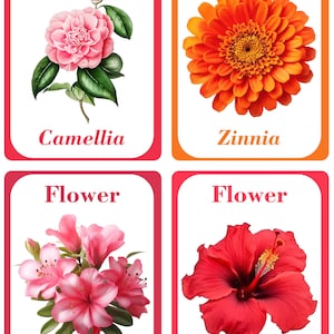 Flower Flash Cards for Kids - Learn Flower Names JPG and PNG - Etsy