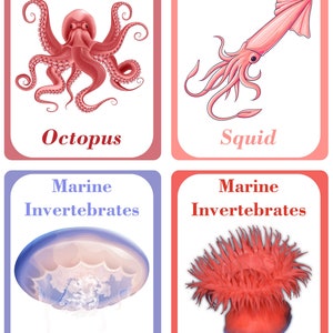 Marine Invertebrates | Marine Life | Flash Cards for Kids | Educational ...