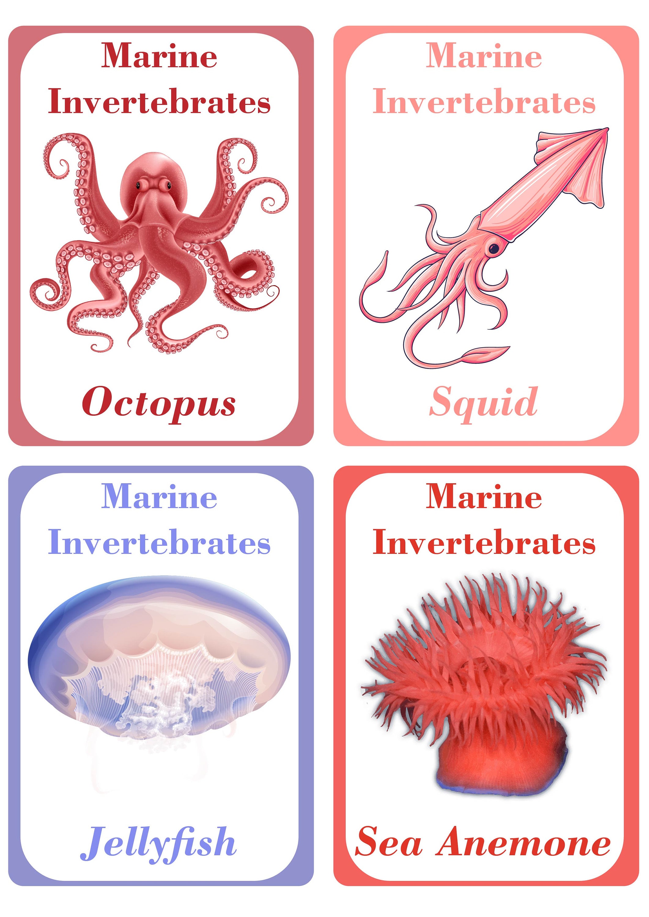 Marine Invertebrates Familiarly