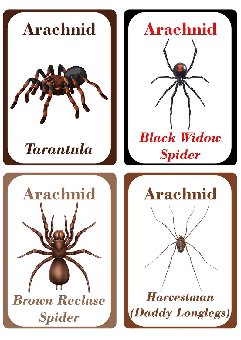 Arachnids Flash Cards for Kids | Learn Aboutspider Scorpion Tick and ...