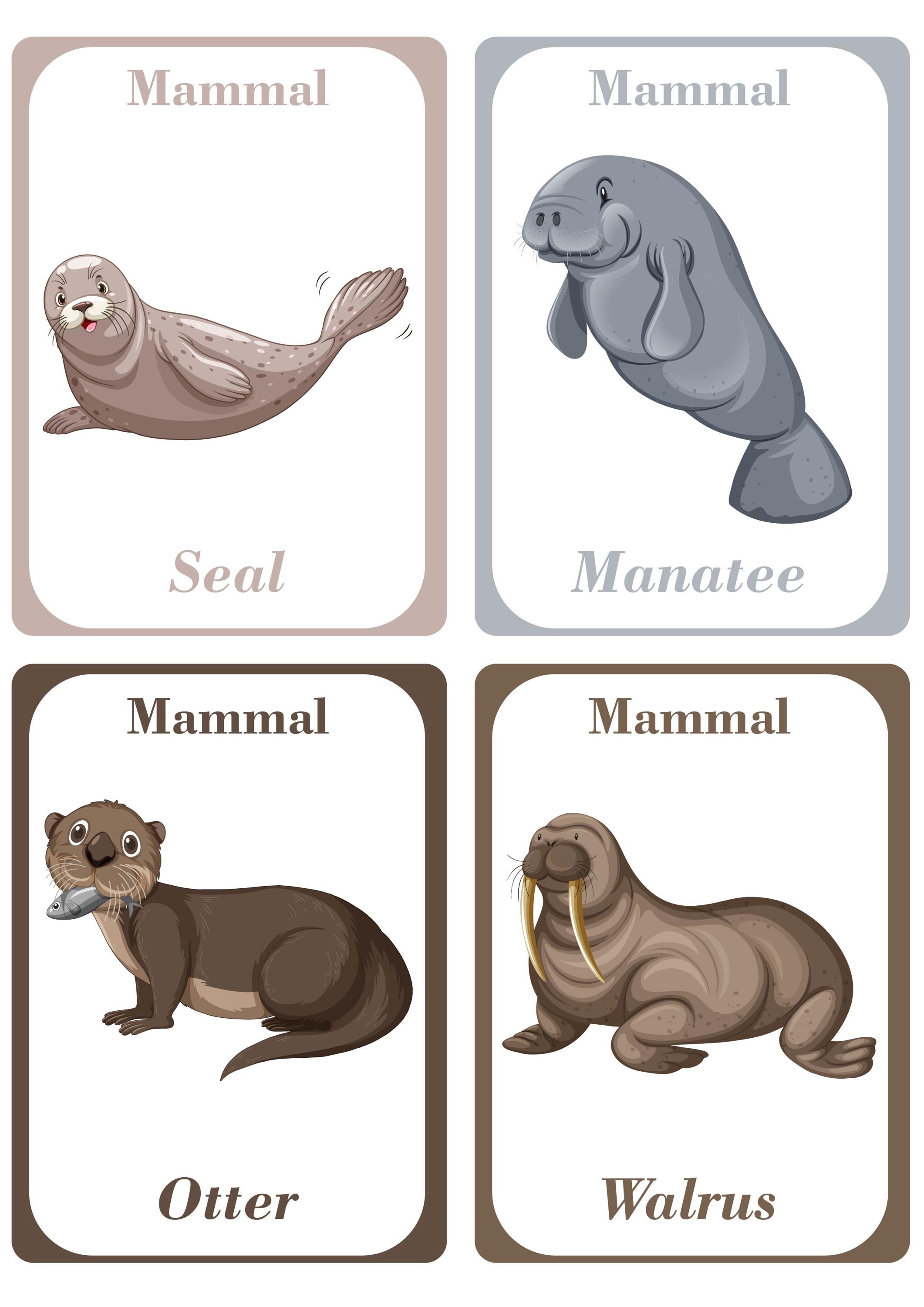 Sea Creatures Flash Cards for Kids, Educational PDF and JPG Download - Etsy