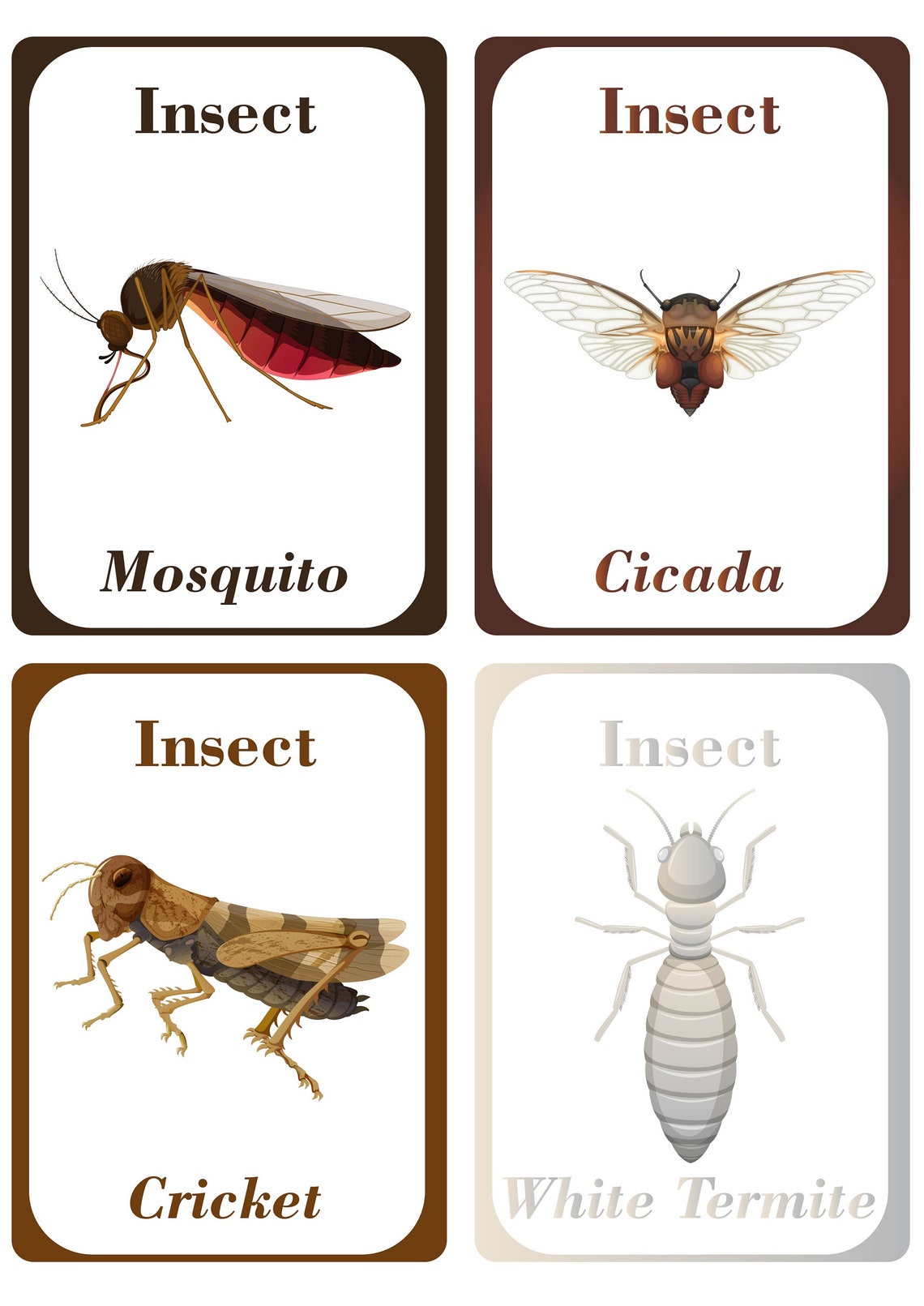 Insect Flash Card for Kids | Educational Bug Cards | Printable Learning ...