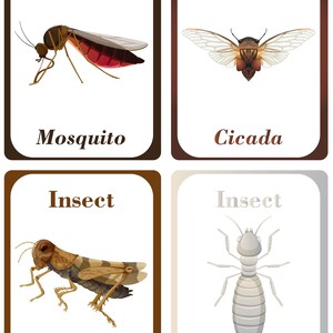 Insect Flash Card for Kids | Educational Bug Cards | Printable Learning ...
