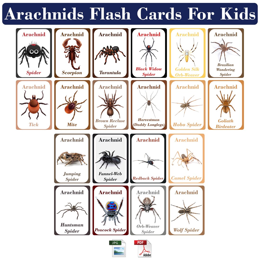 Arachnids Flash Cards for Kids | Learn Aboutspider Scorpion Tick and ...