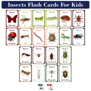 Insect Flash Card for Kids | Educational Bug Cards | Printable Learning ...
