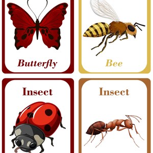 Insect Flash Card for Kids | Educational Bug Cards | Printable Learning ...