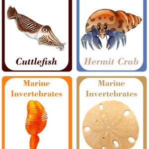 Marine Invertebrates | Marine Life | Flash Cards for Kids | Educational ...