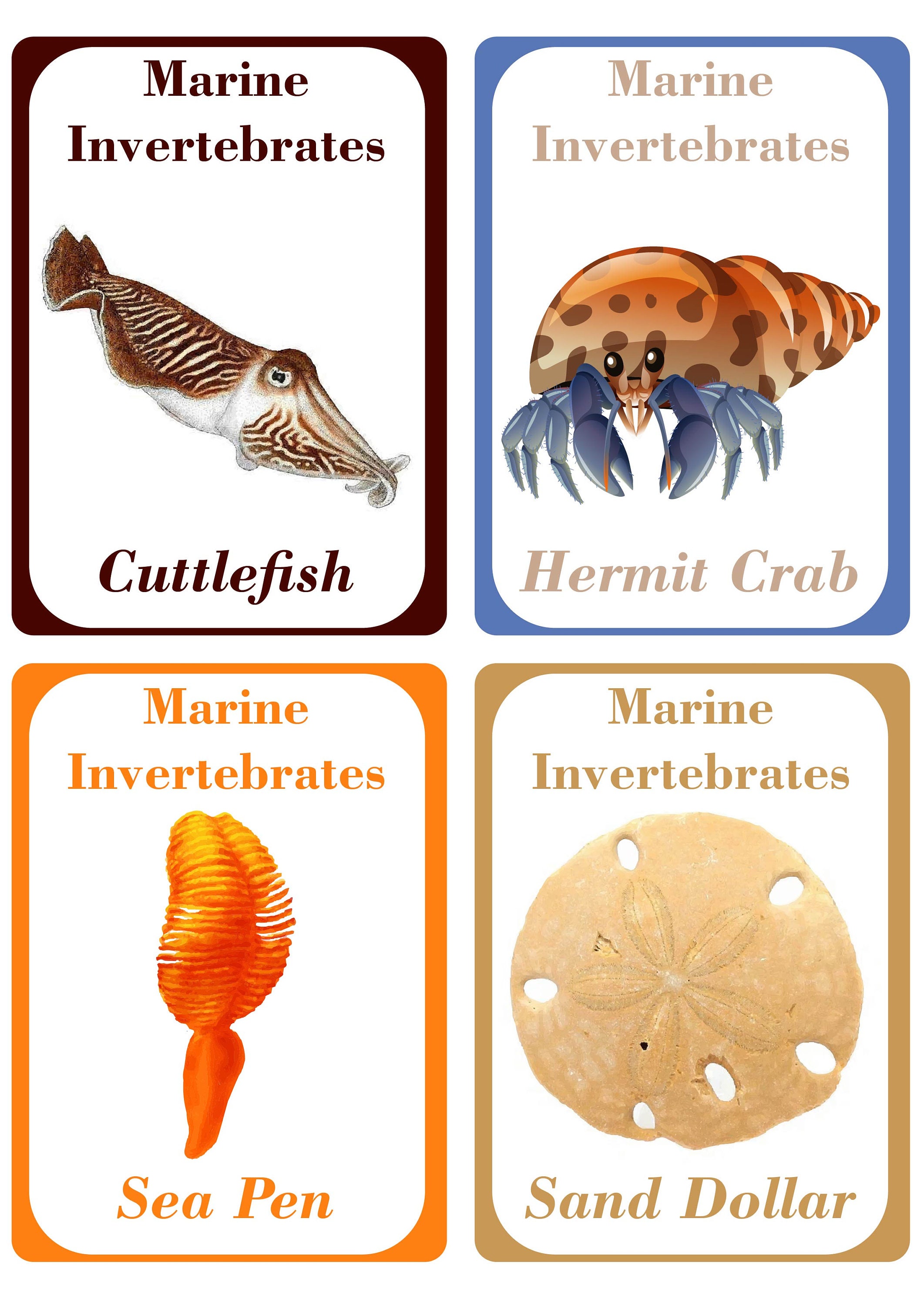 Marine Invertebrates Flash Cards | Kids' Learning Tool (PDF/JPEG ...