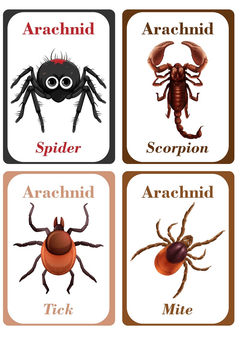 Arachnids Flash Cards for Kids | Learn Aboutspider Scorpion Tick and ...