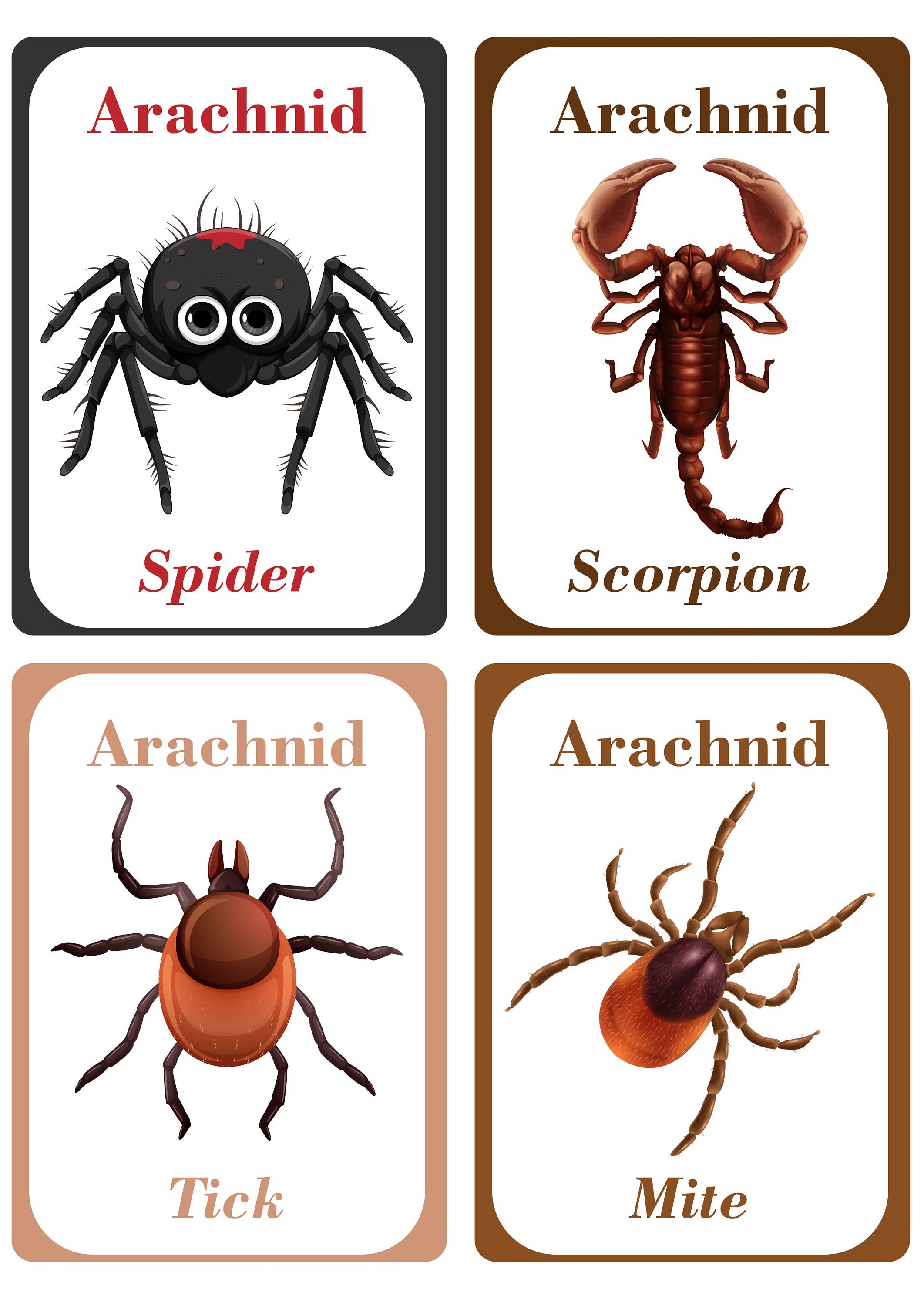 Arachnids Flash Cards for Kids | Learn Aboutspider Scorpion Tick and ...