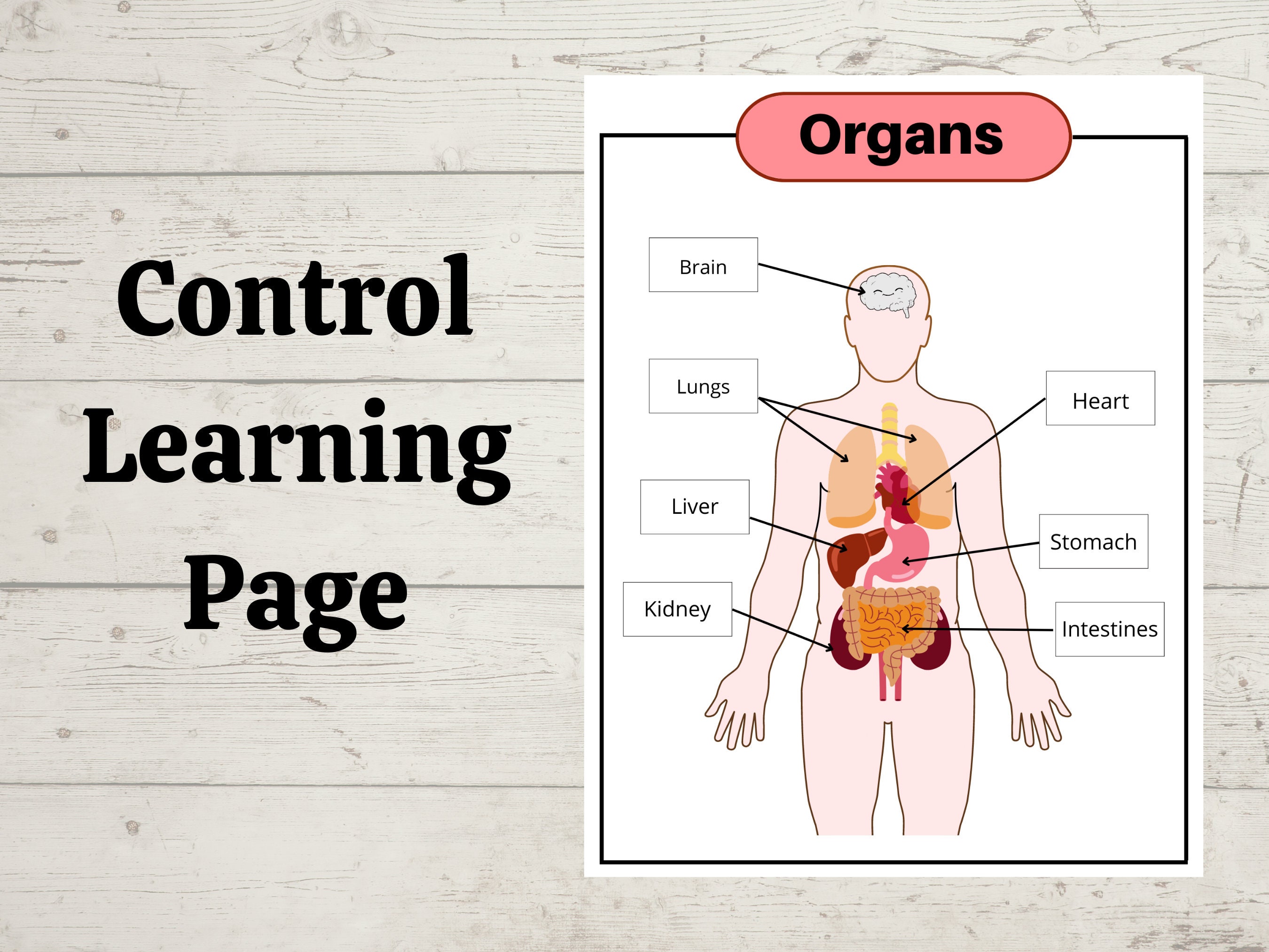 Organs & Body System Learning Activity, Human Anatomy Worksheet for ...