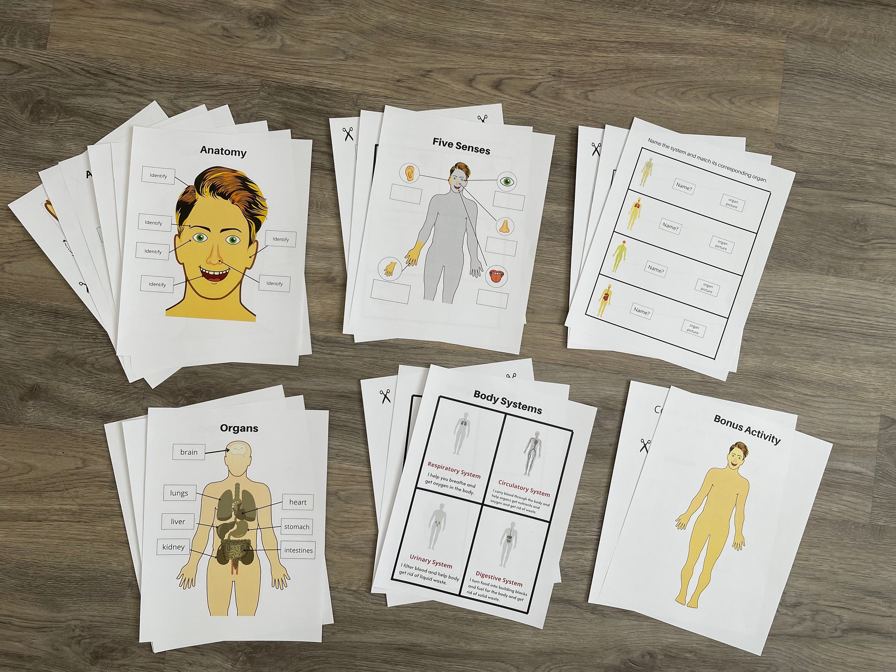 Body Parts Matching Activity, Organs, Body Systems, 5 Senses, Human ...