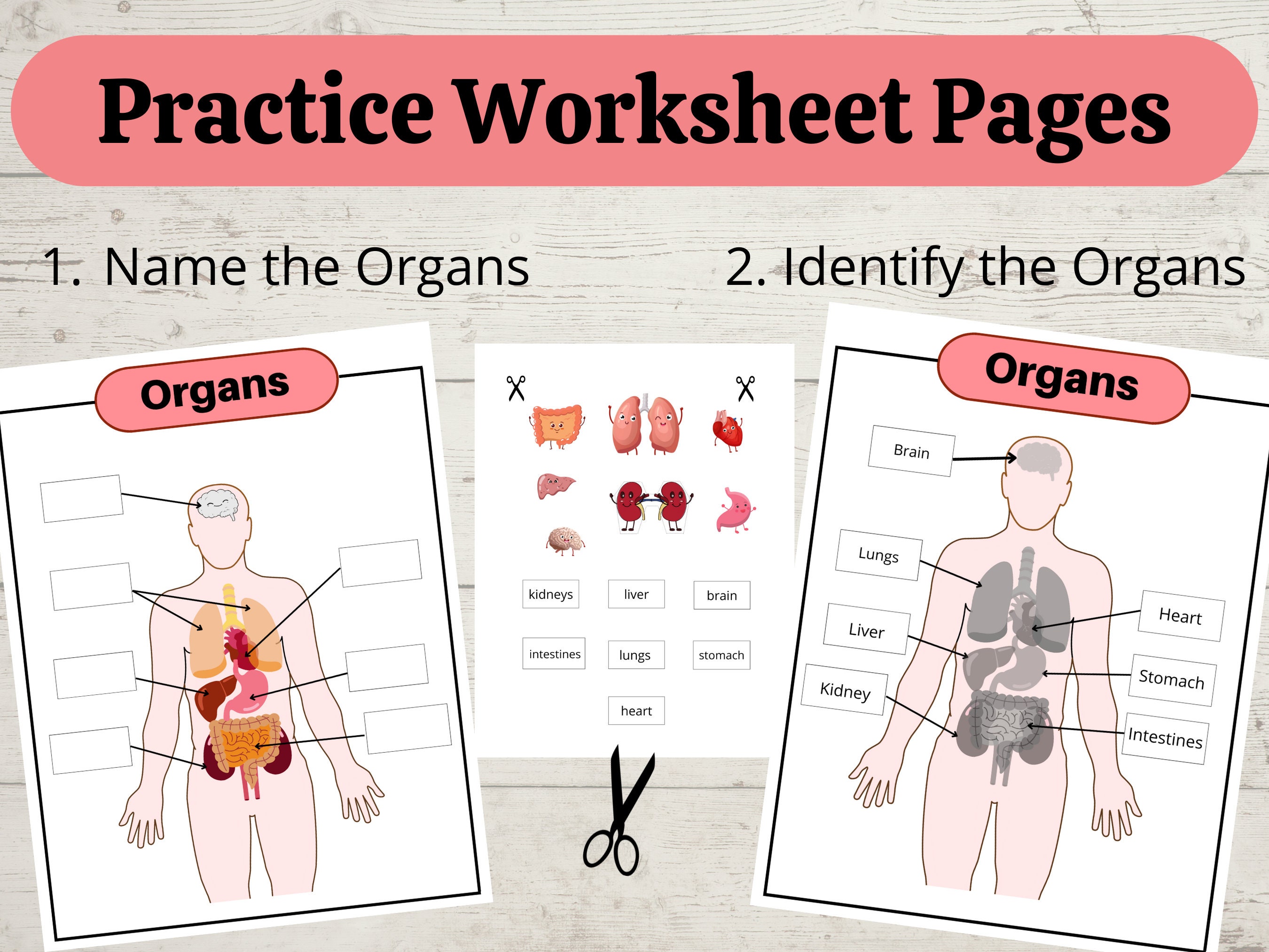 Organs & Body System Learning Activity, Human Anatomy Worksheet for ...
