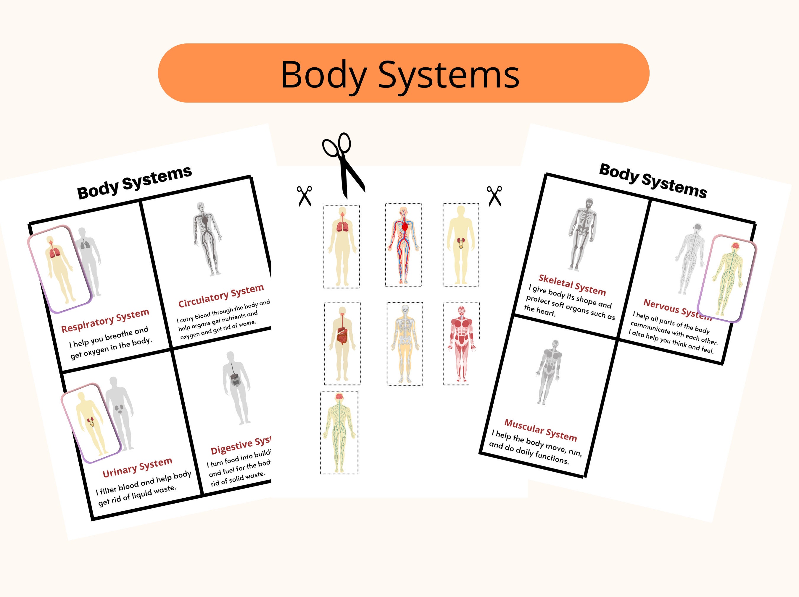 Body Parts Matching Activity, Organs, Body Systems, 5 Senses, Human ...