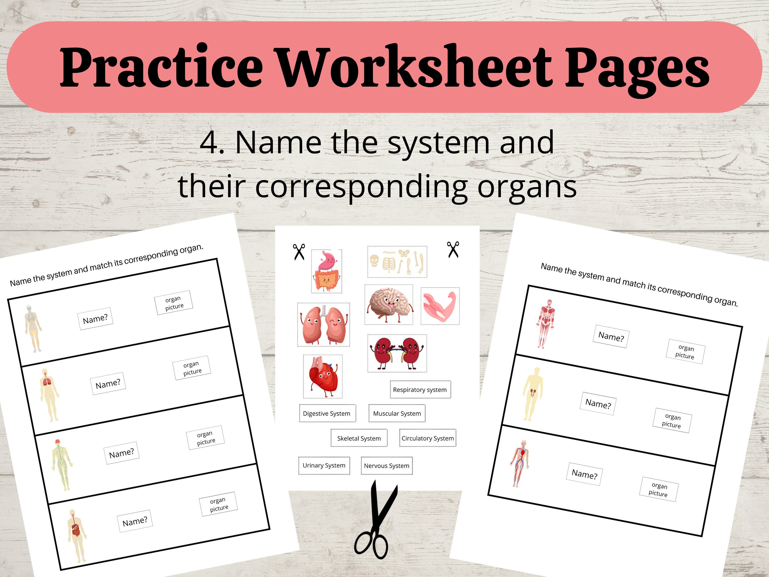 Organs & Body System Learning Activity, Human Anatomy Worksheet for ...