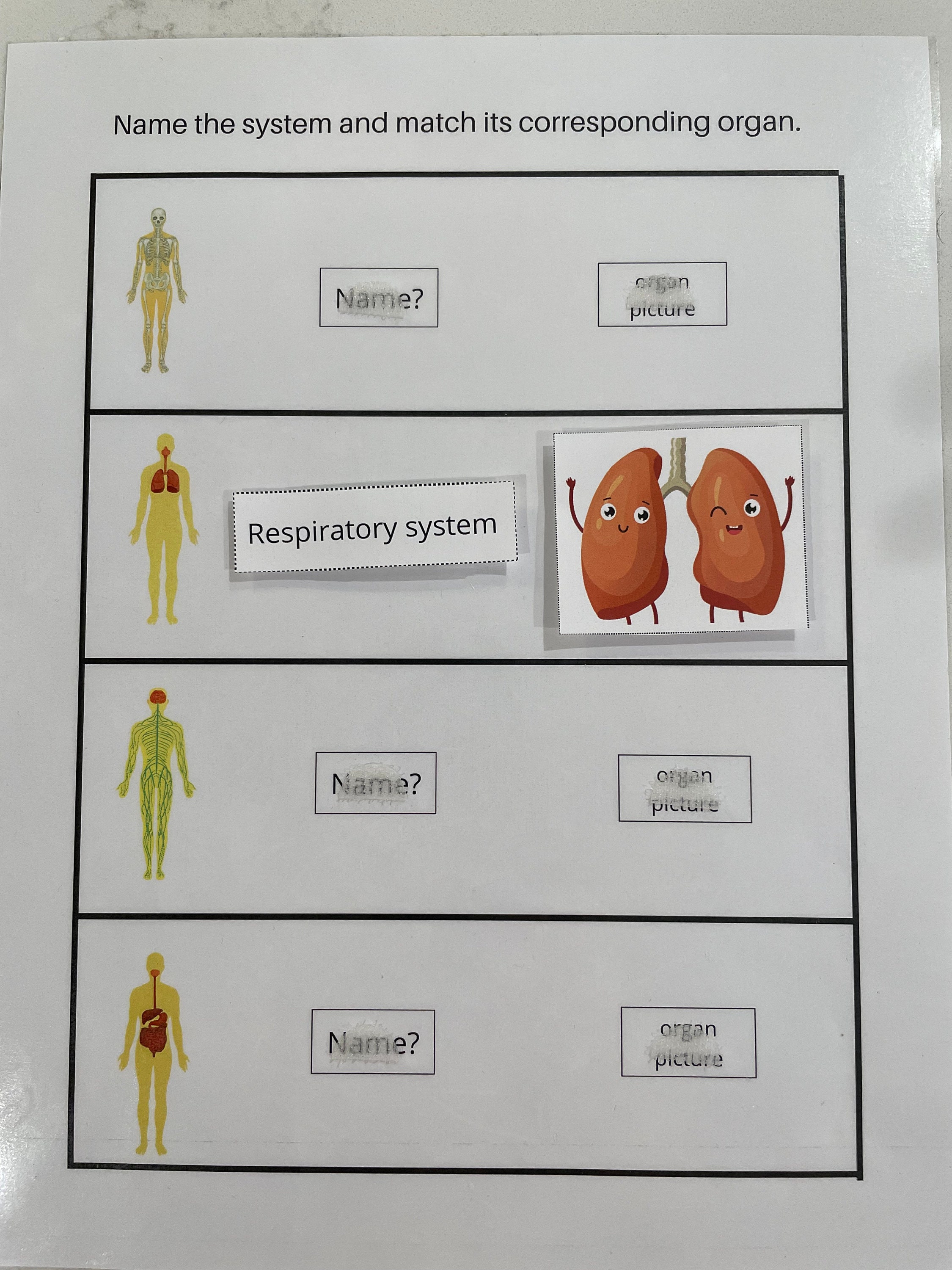 Body Parts Matching Activity, Organs, Body Systems, 5 Senses, Human ...