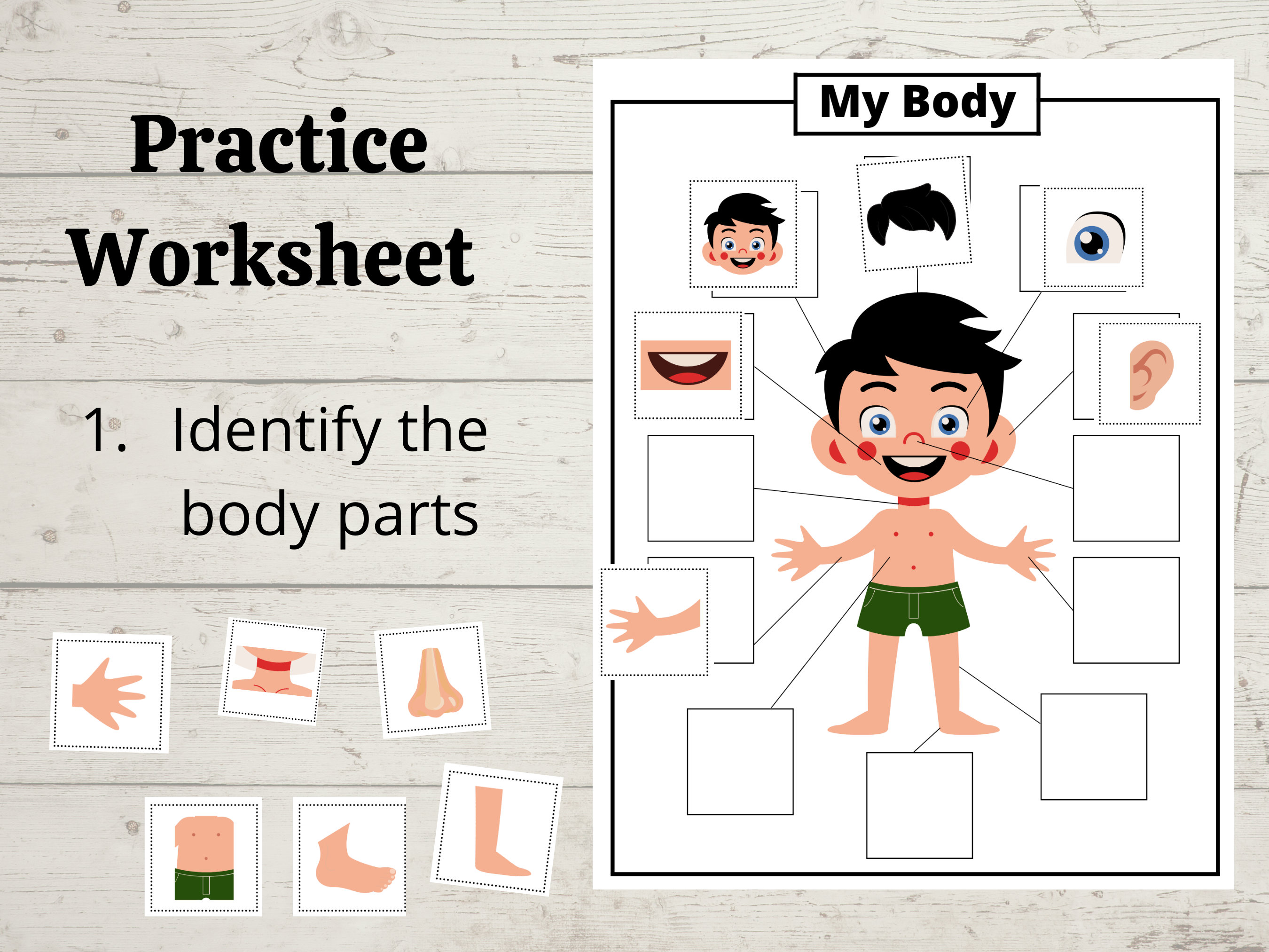 Body Parts Printable Activity for Kids, Human Body Printable Matching ...