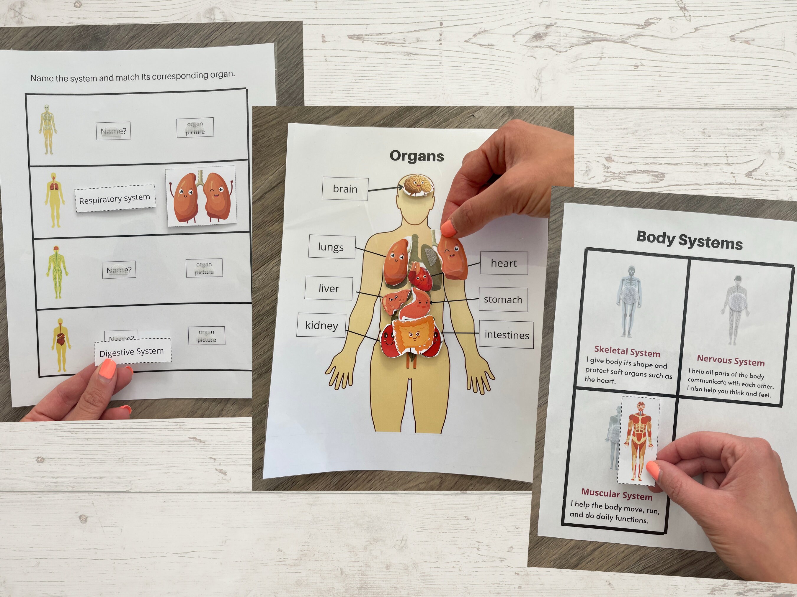 Organs & Body System Learning Activity, Human Anatomy Worksheet for ...