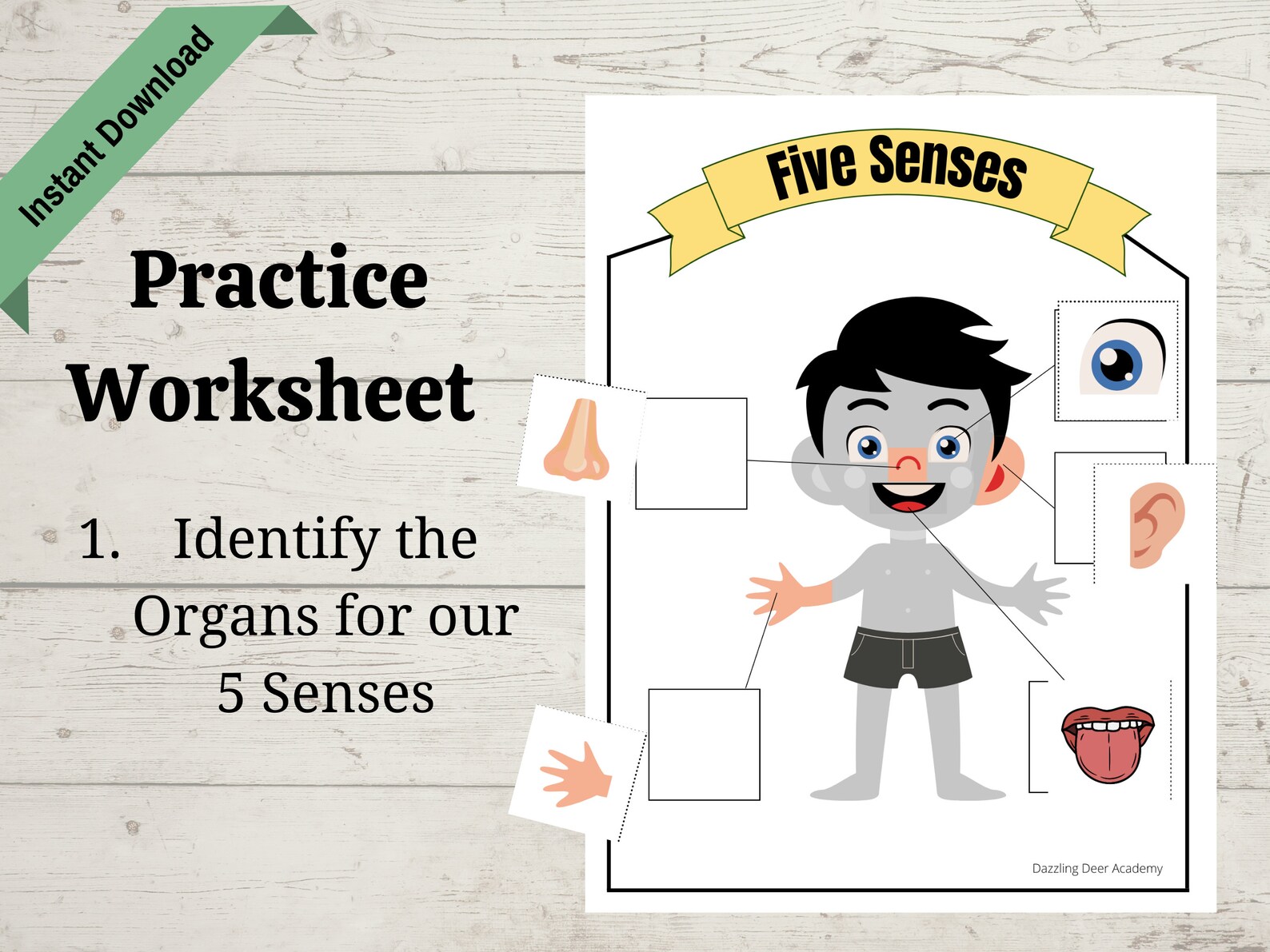 Five Senses Sorting Activity & Matching Game, 5 Senses Busy Book ...