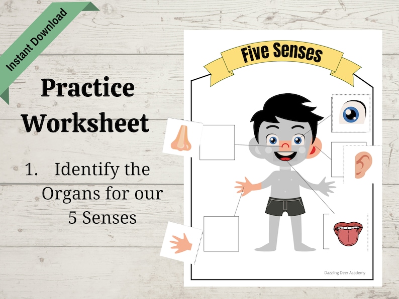 Five Senses Sorting Activity & Matching Game, 5 Senses Busy Book ...