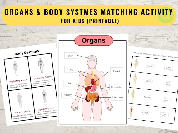 Organs & Body System Learning Activity Human Anatomy - Etsy