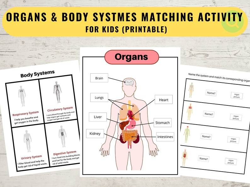Organs & Body System Learning Activity, Human Anatomy Worksheet for ...