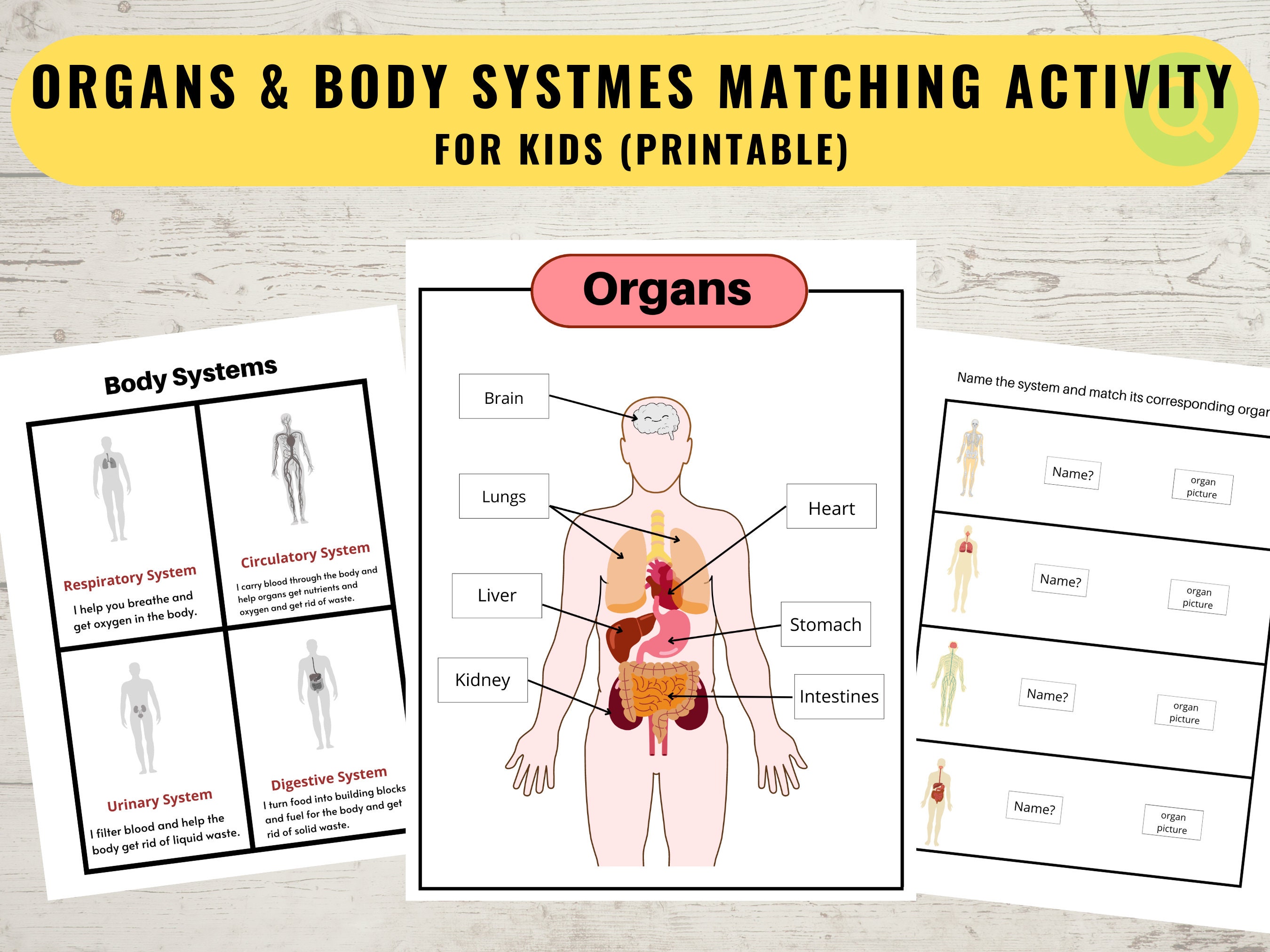 Organs & Body System Learning Activity, Human Anatomy Worksheet for ...