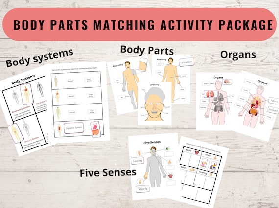 Body Parts Matching Activity Organs Body Systems 5 Senses - Etsy