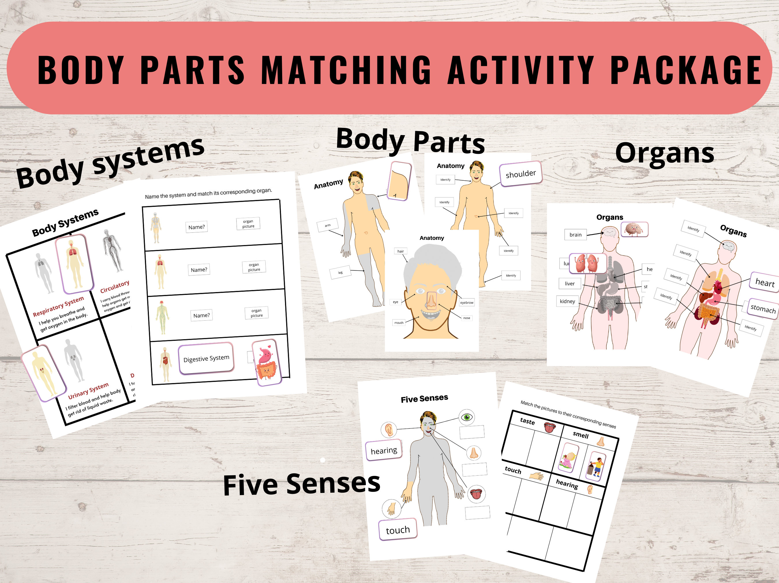 Body Parts Matching Activity, Organs, Body Systems, 5 Senses, Human ...