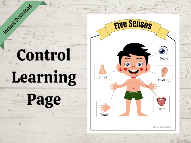 Five Senses Sorting Activity & Matching Game, 5 Senses Busy Book ...