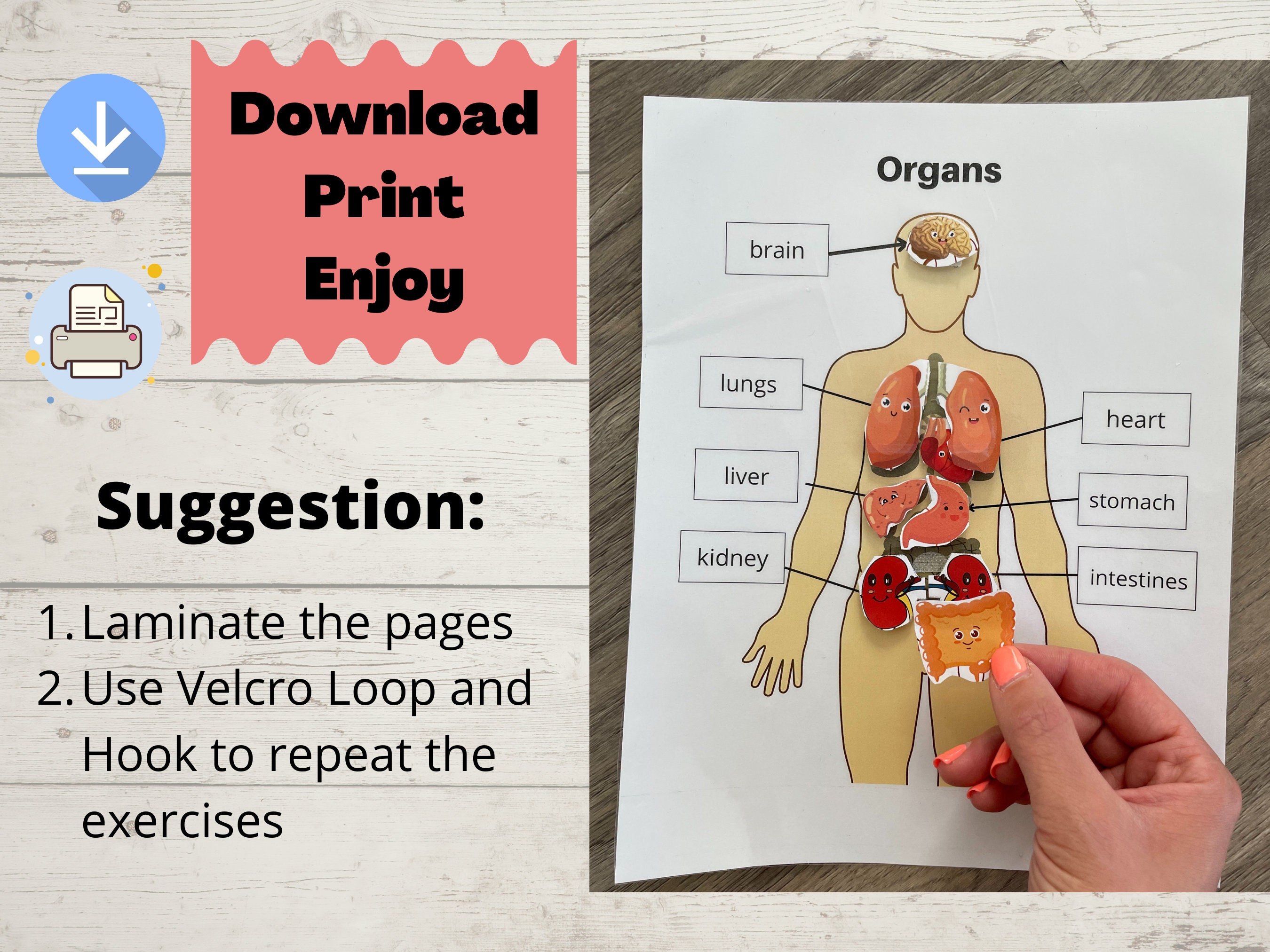 Organs & Body System Learning Activity, Human Anatomy Worksheet for ...