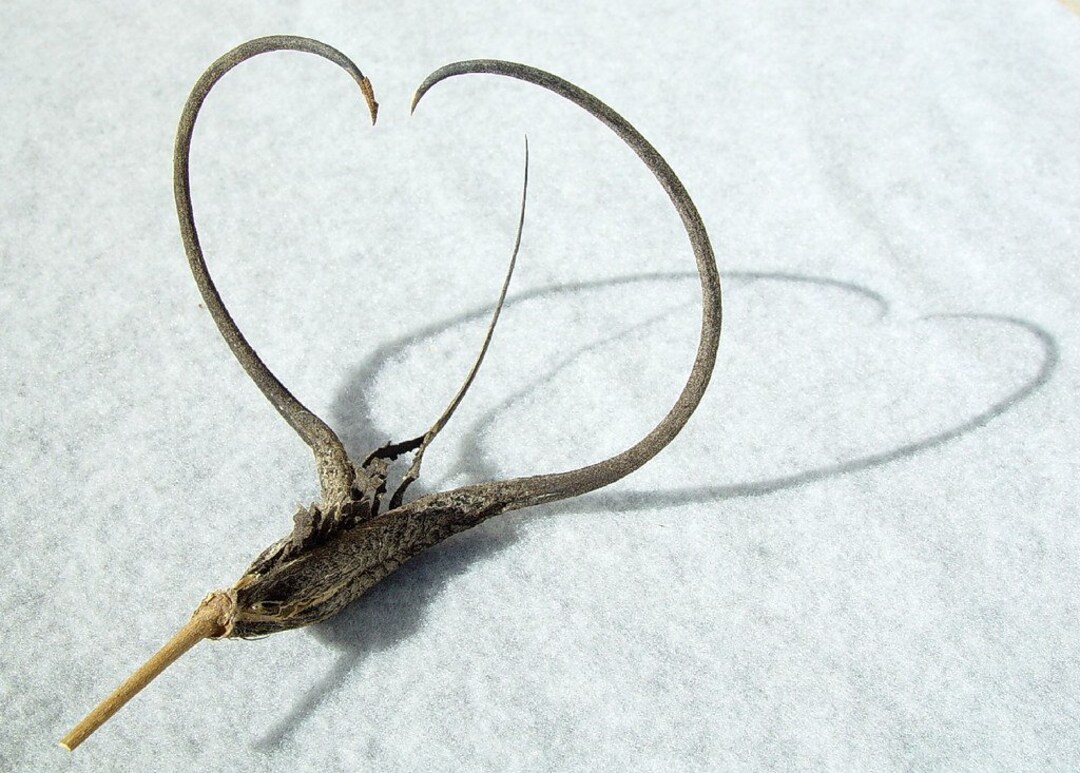 2 Devil's Claw Seed Pod - Etsy Australia