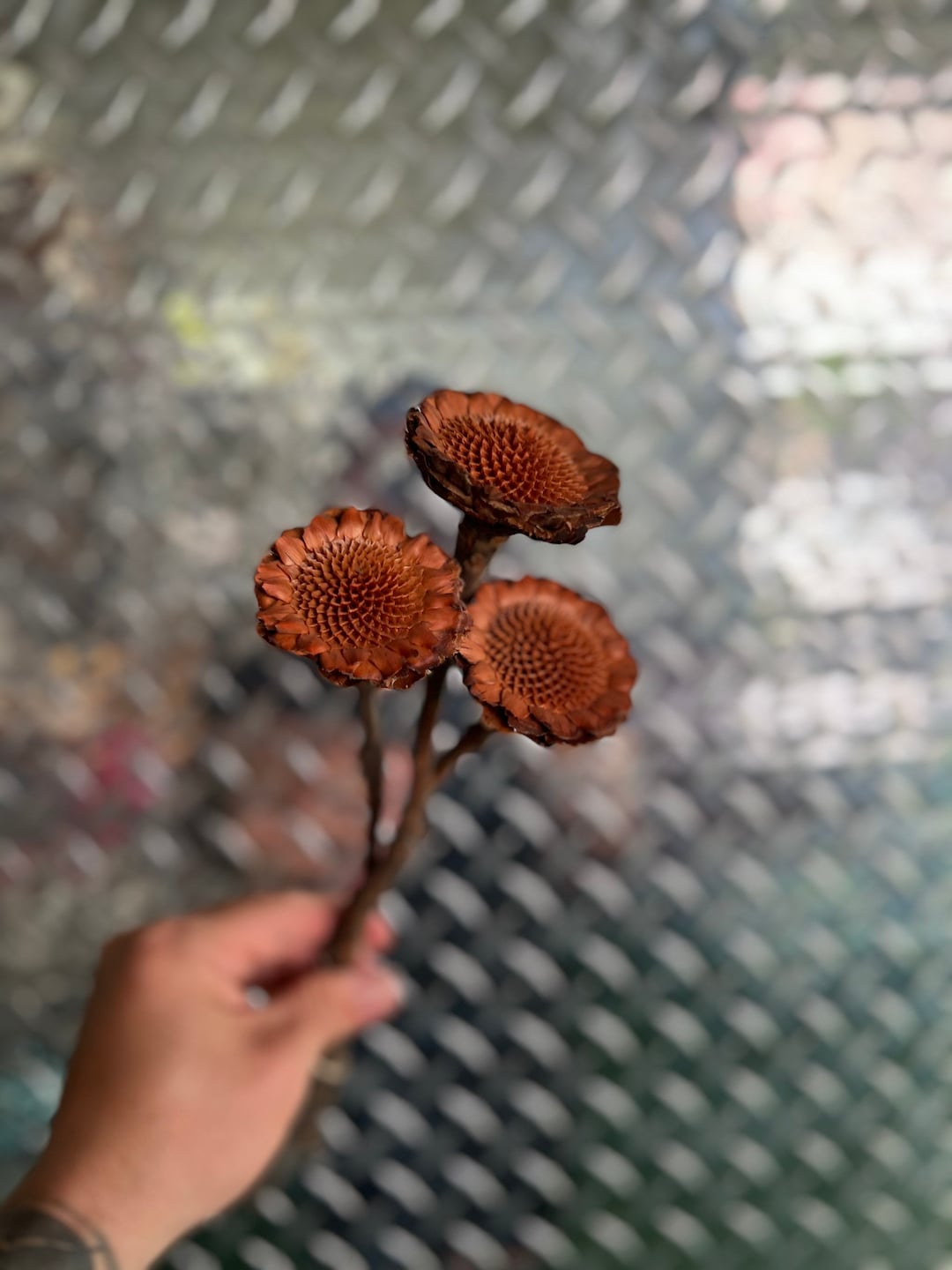 Dry Rosetta White home Decorationsdried Flower for Home - Etsy