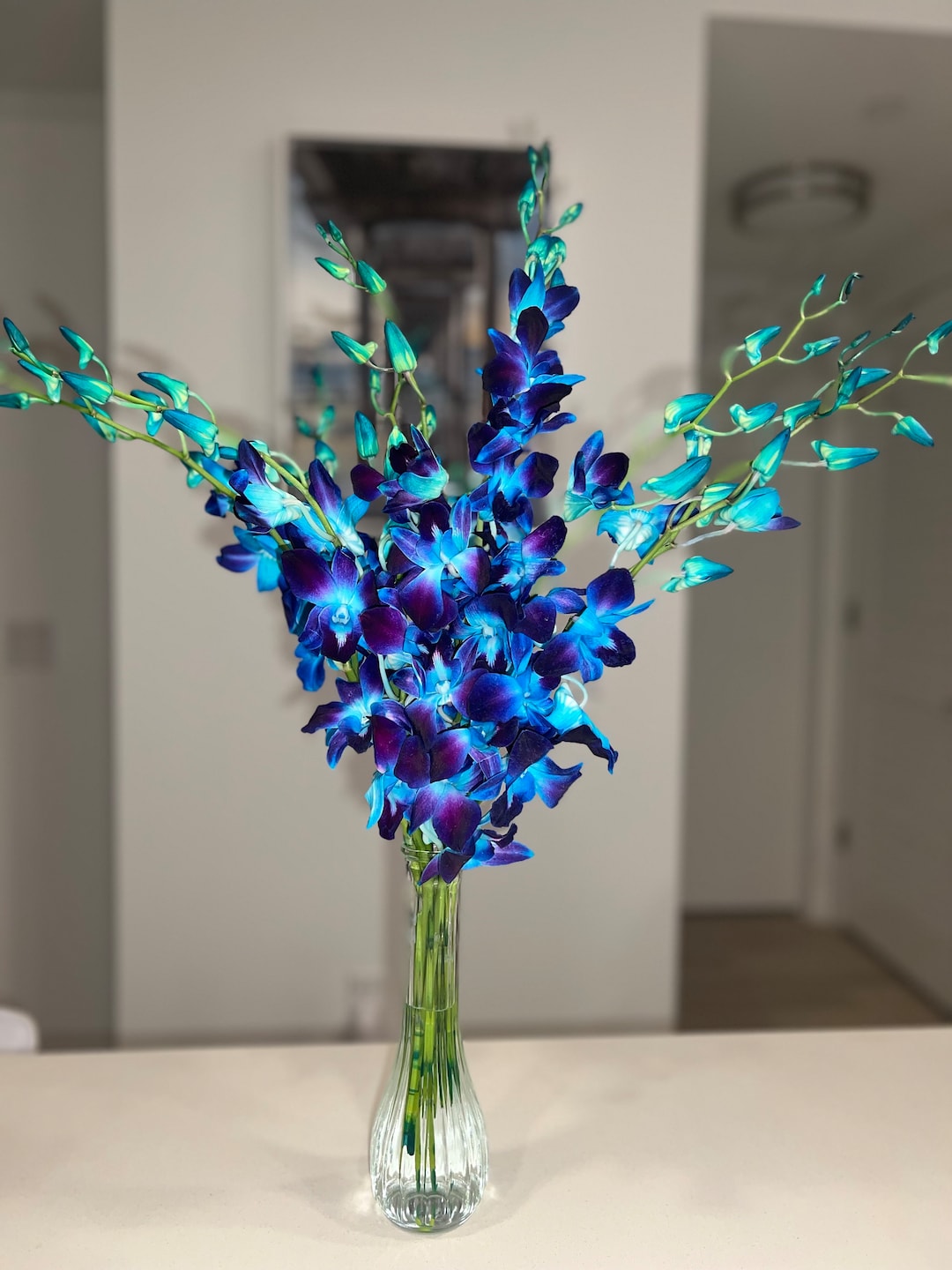 Fresh Orchids Flowers ,dendrobium Orchids Bule 10 Stems With Vase - Etsy