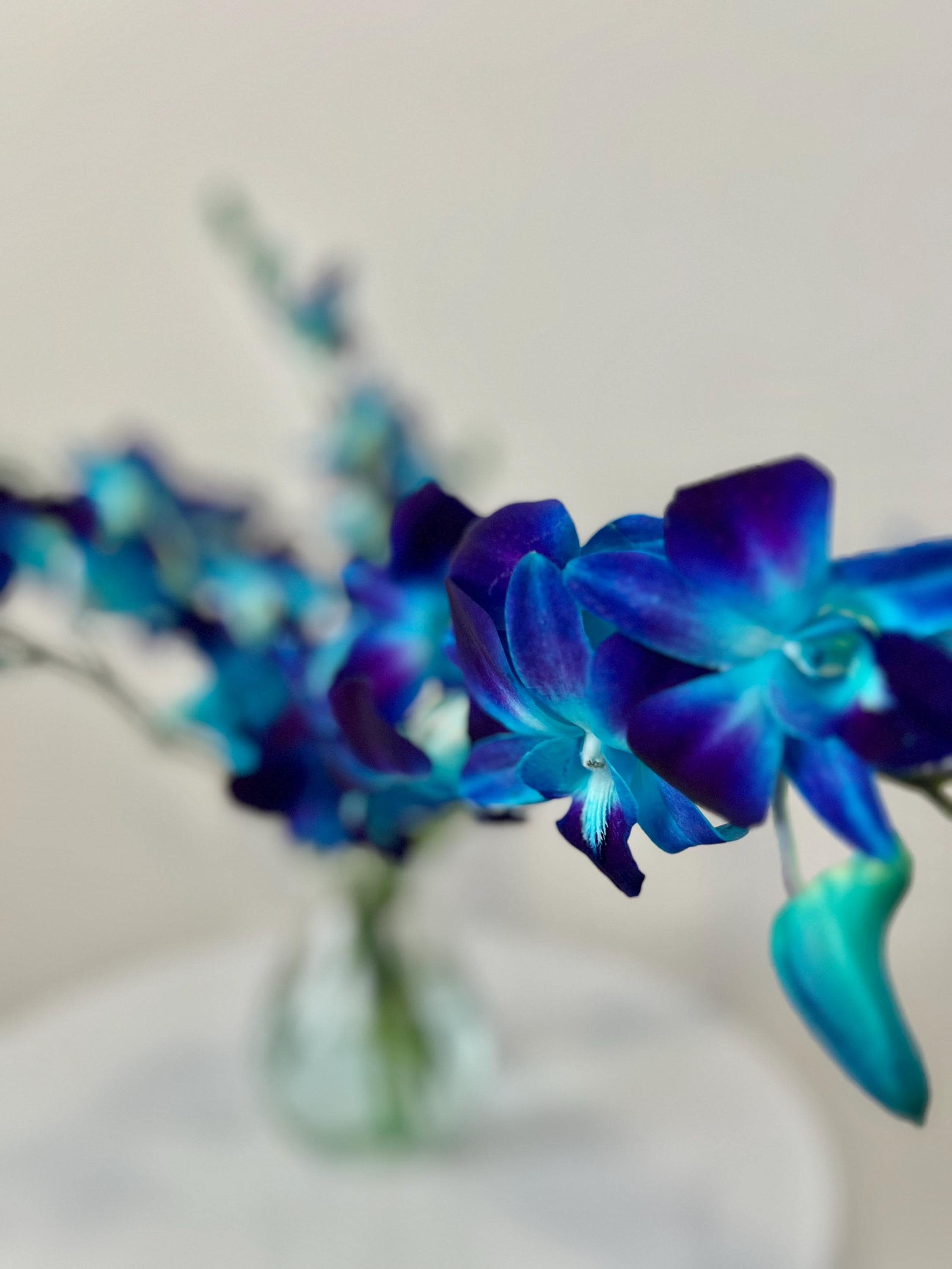 Fresh Orchids Flowers ,dendrobium Orchids Bule ( 10 Stems With Vase) - Etsy