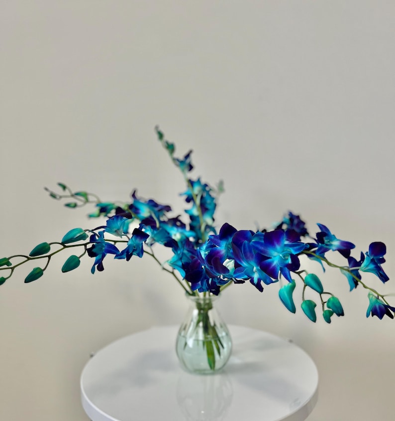 Fresh Orchids Flowers ,dendrobium Orchids Bule ( 10 Stems With Vase) - Etsy