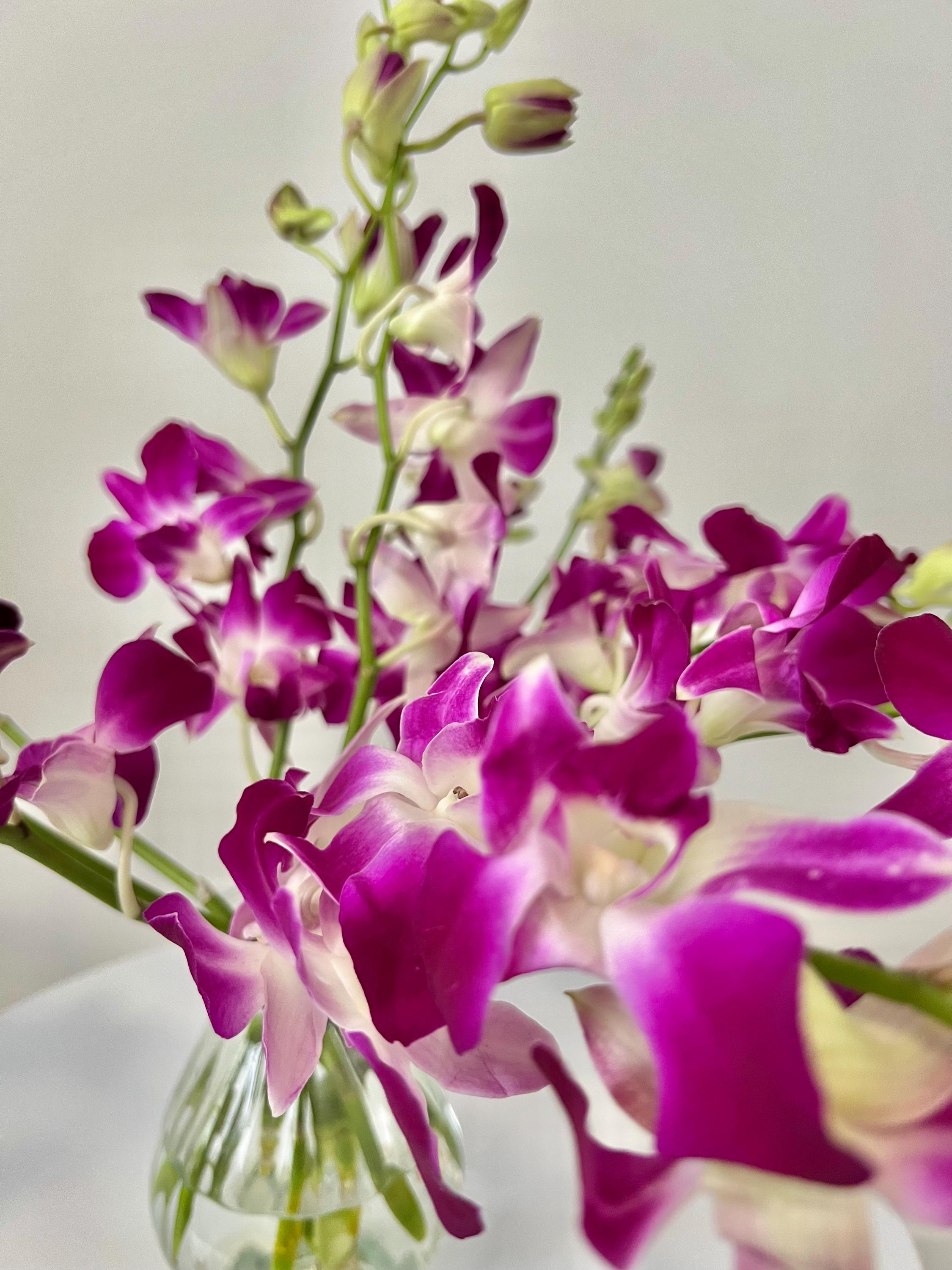 Orchids Dendrobium Cut Purple Orchids (10 Stems With Vase) - Etsy