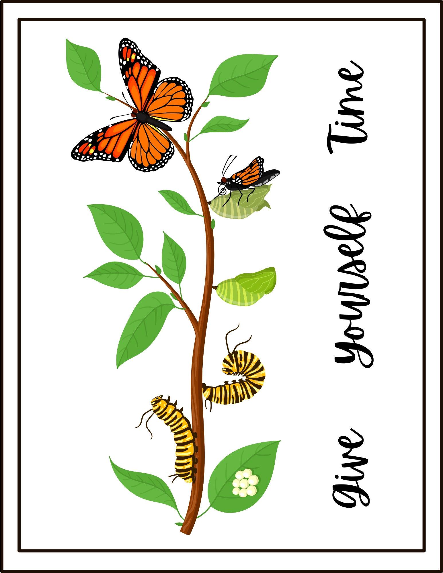 Monarch Butterfly Bulletin Board Decor | Classroom Decorations ...