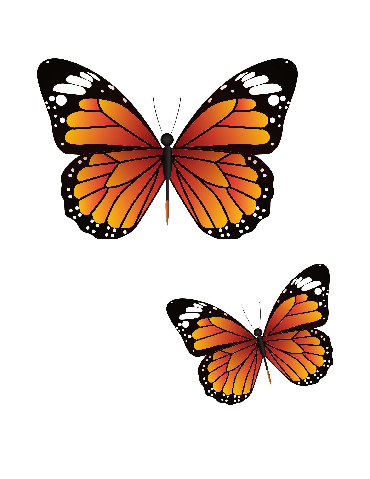 Monarch Butterfly Bulletin Board Decor | Classroom Decorations ...