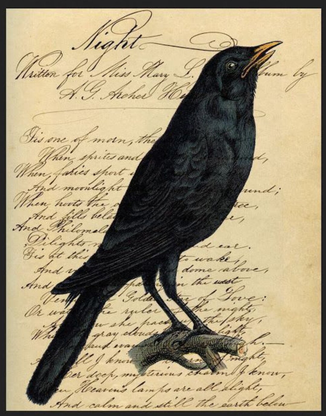 Vintage Crow Decorative Print - Etsy