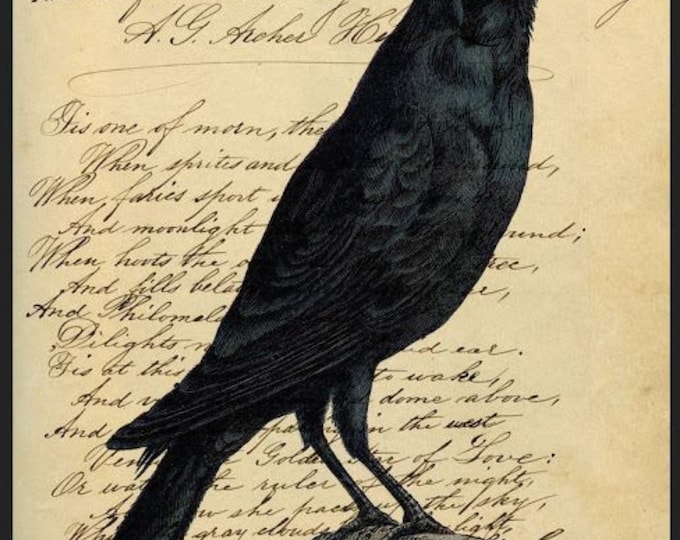 Vintage Crow Decorative Print - Etsy