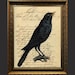 Vintage Crow Decorative Print - Etsy