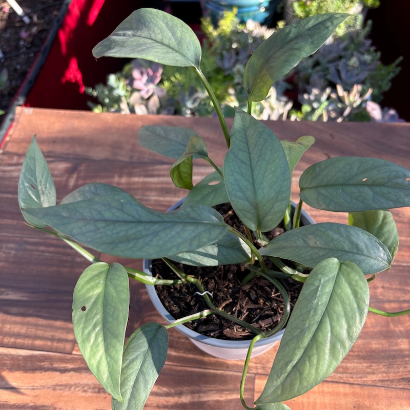 Cebu Blue Pothos - Etsy