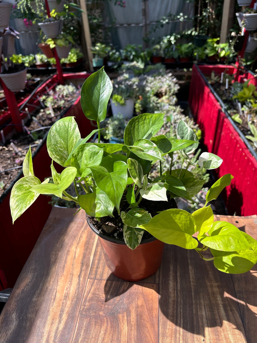 Assorted Pothos in a 6 Nursery Pot 6 Types of Pothos - Etsy