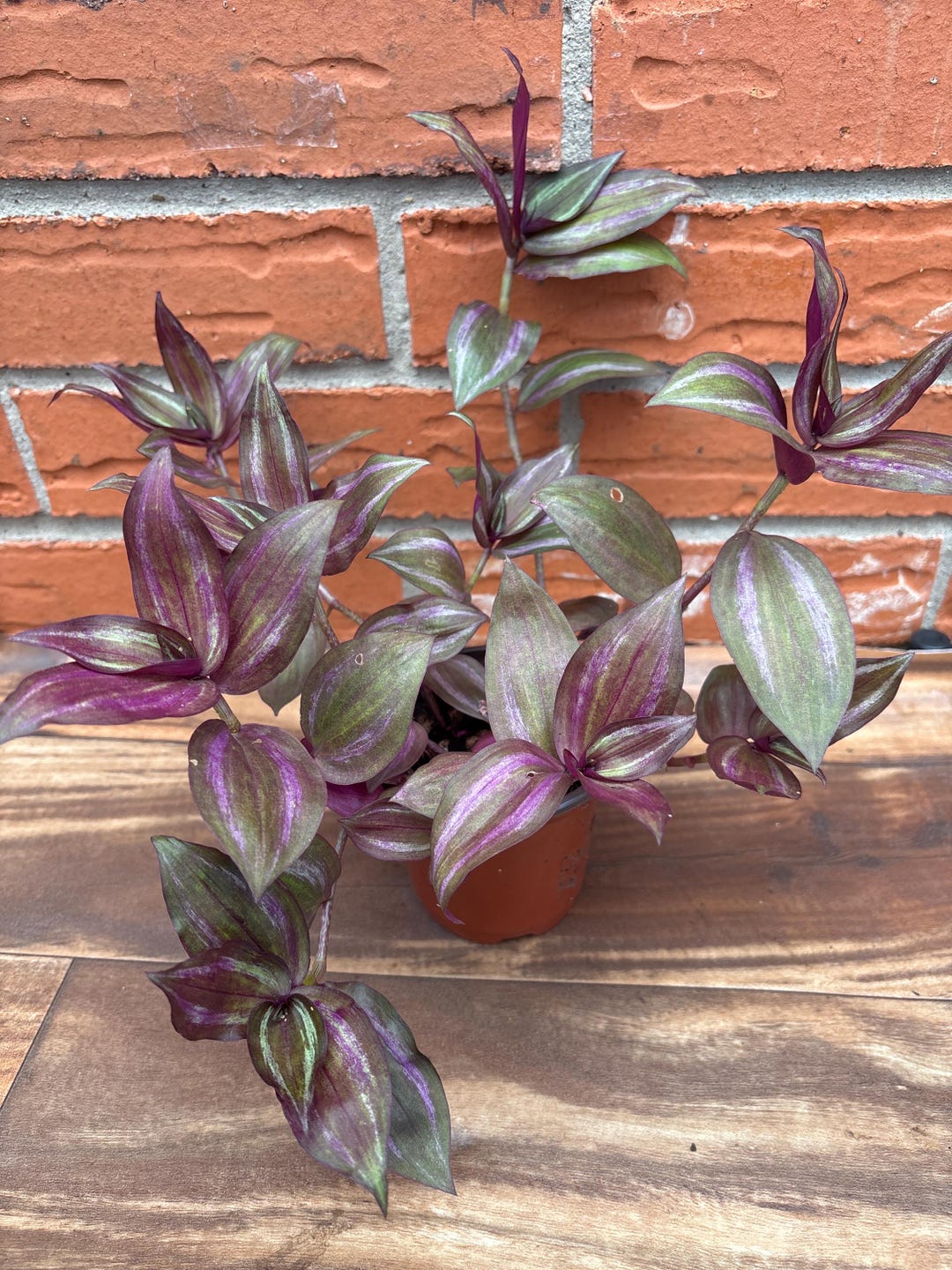 Red Gem Tradescantia in a 4” Nursery Pot - Etsy