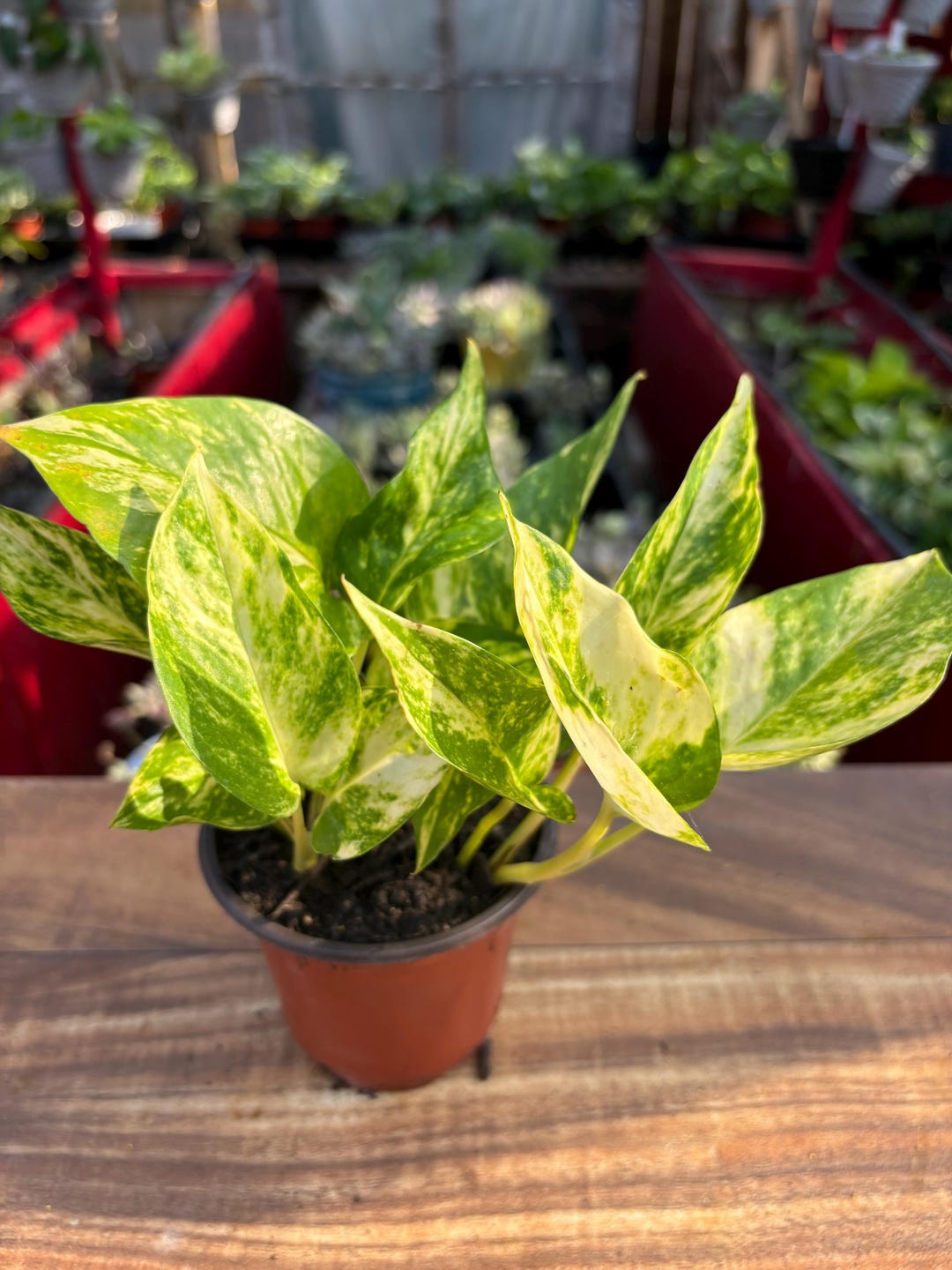 Highly Variegated Golden Pothos in a 4 Nursery Pot - Etsy