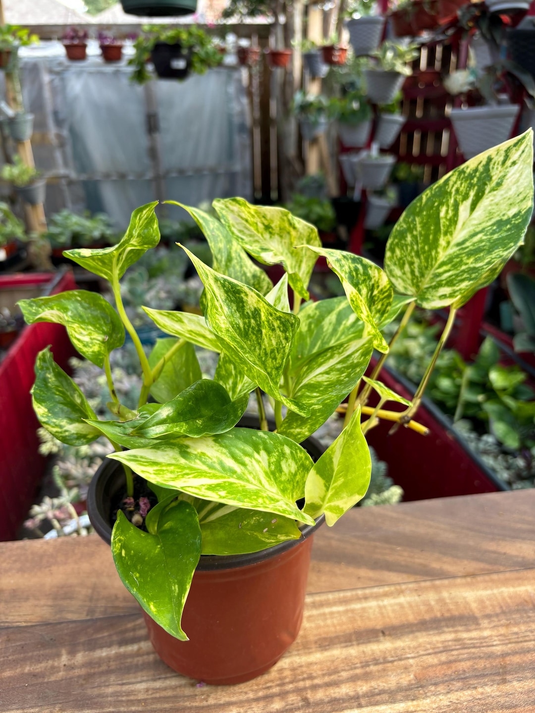 Highly Variegated Golden Pothos in a 6 Nursery Pot - Etsy